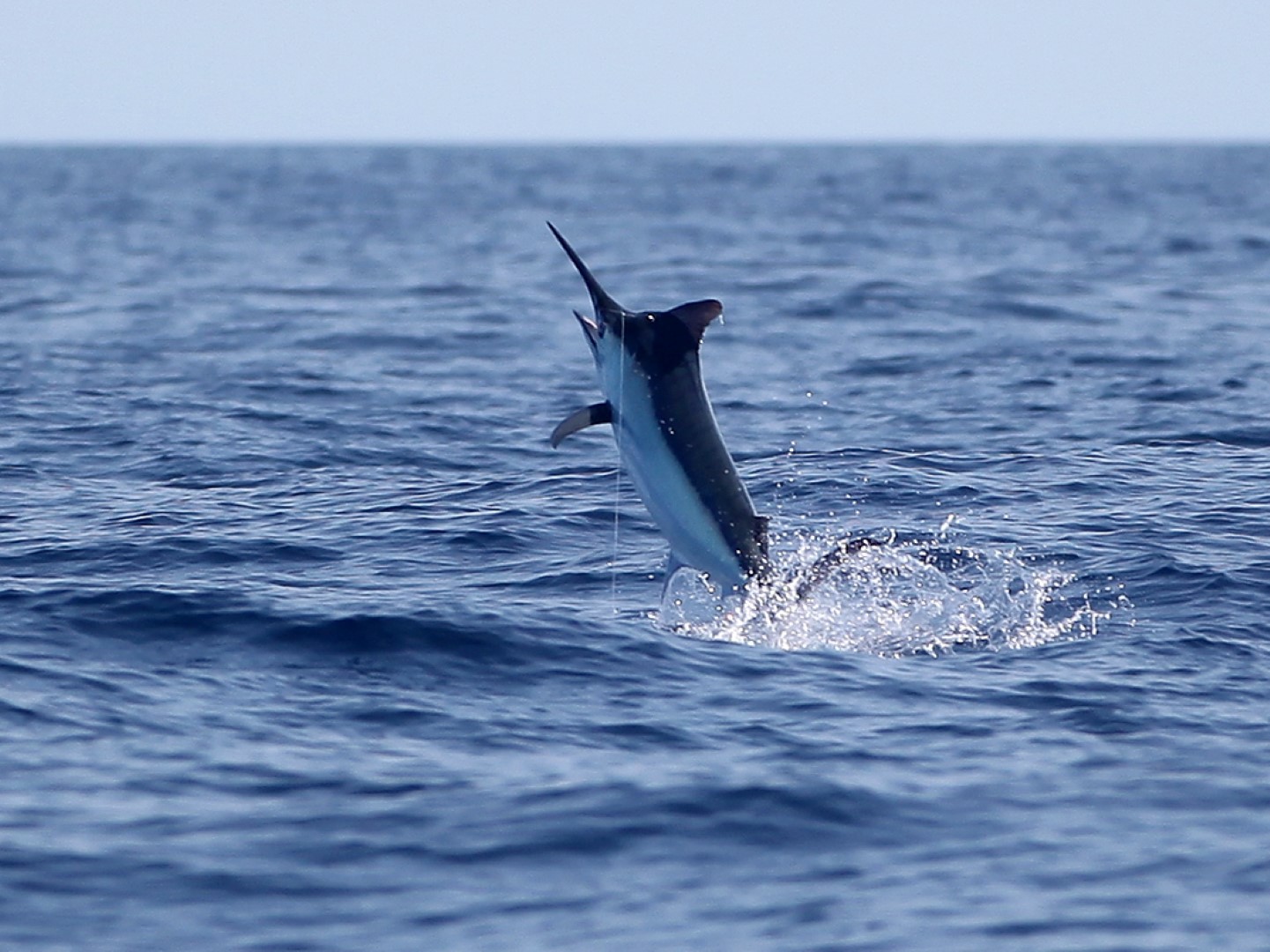 Tropical Fishing | CENTRE INTERNATIONAL DE PÊCHE SPORTIVE EXOTIQUE
